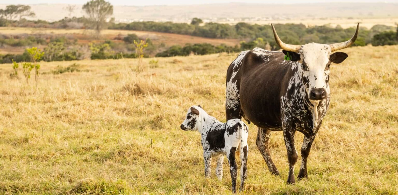 Nguni Cattle | Greenhill Eggs & Chickens Online Store