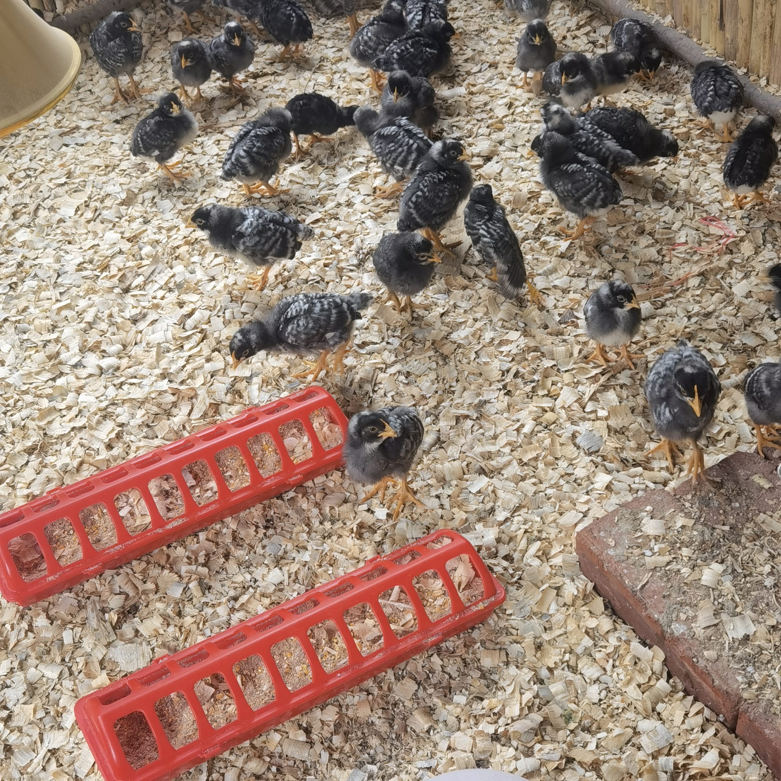 Potch koekoek day-old chicks | Greenhill Eggs & Chickens Online Store
