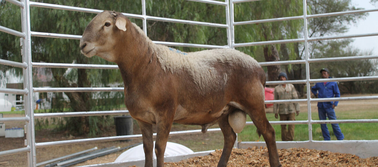 Meatmaster Sheep ( Rams / Ewes) | Goat and Sheep for sale