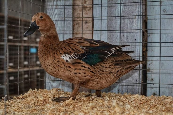 Elizabeth Duck (Pair) | Greenhill Eggs & Chickens Online Store