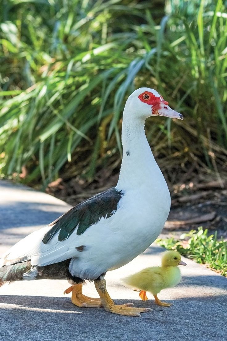 Elizabeth Duck (Pair) | Greenhill Eggs & Chickens Online Store