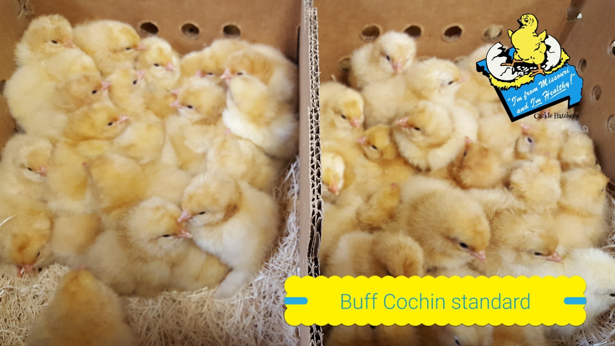 Buff Cochin Standard Chicken | Greenhill Eggs & Chickens Online Store